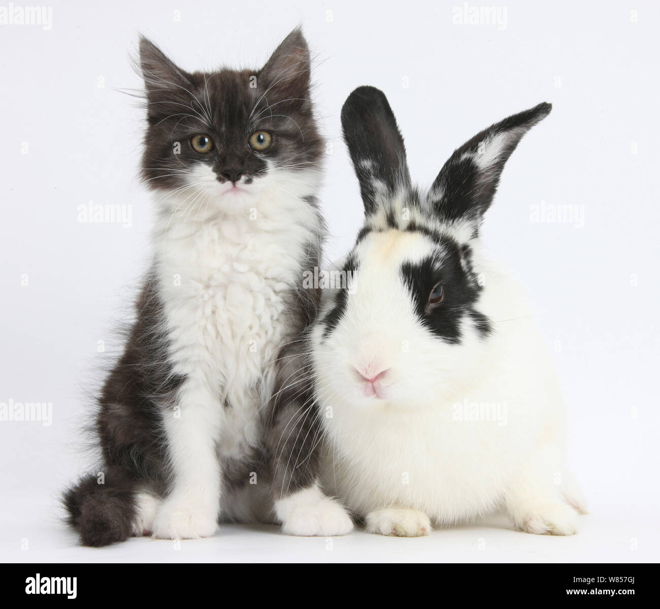 Fluffy dark silver-and-white kitten, 9 weeks old, with black-and-white ...