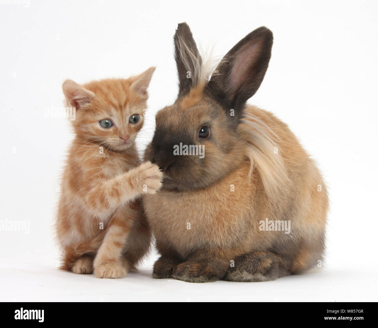 Cross cats cutout hi-res stock photography and images - Alamy