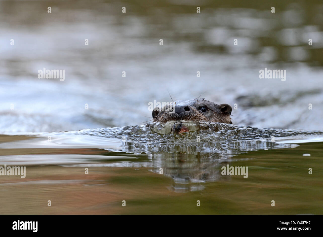 Otter (Lutra lutra) swimming with nose over water surface. River Thet ...