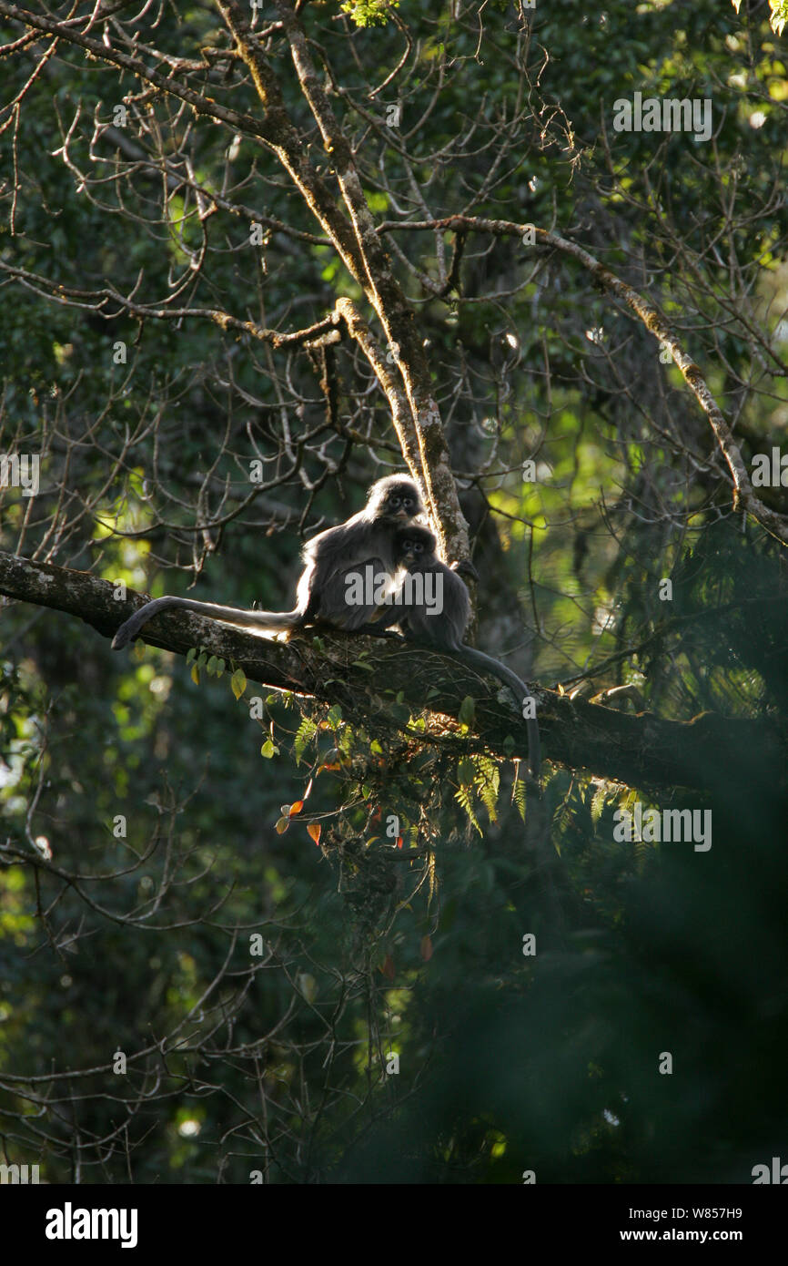 Phayre's leaf monkey (Trachypithecus phayrei), wild animals in tree ...