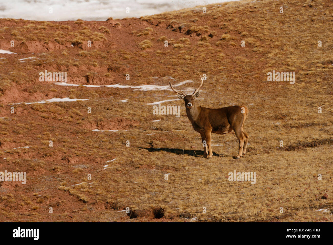 White lipped deer hi-res stock photography and images - Alamy