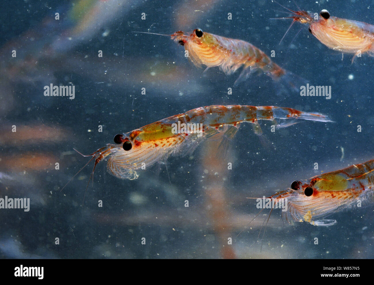 Antarctic Krill (Euphausia superba) Antarctica, January Stock Photo - Alamy