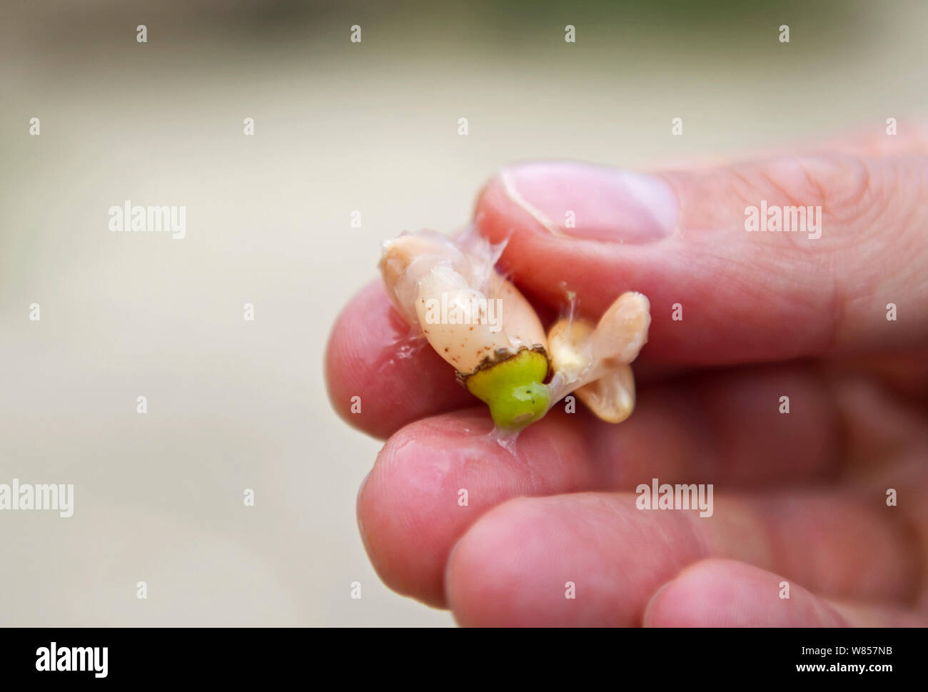 Cyprus fruit hi-res stock photography and images - Alamy