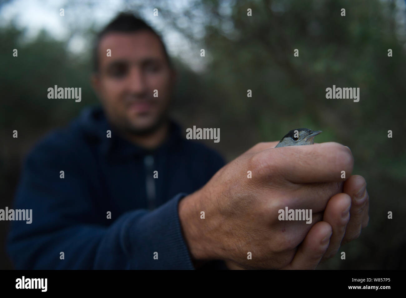 Trapped in mist nest hi-res stock photography and images - Alamy