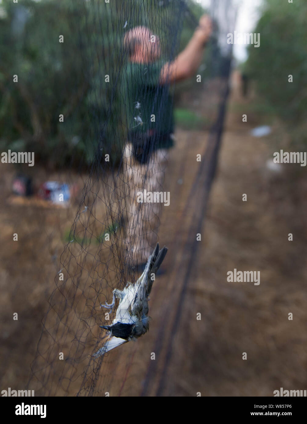 Illegal trap hi-res stock photography and images - Alamy