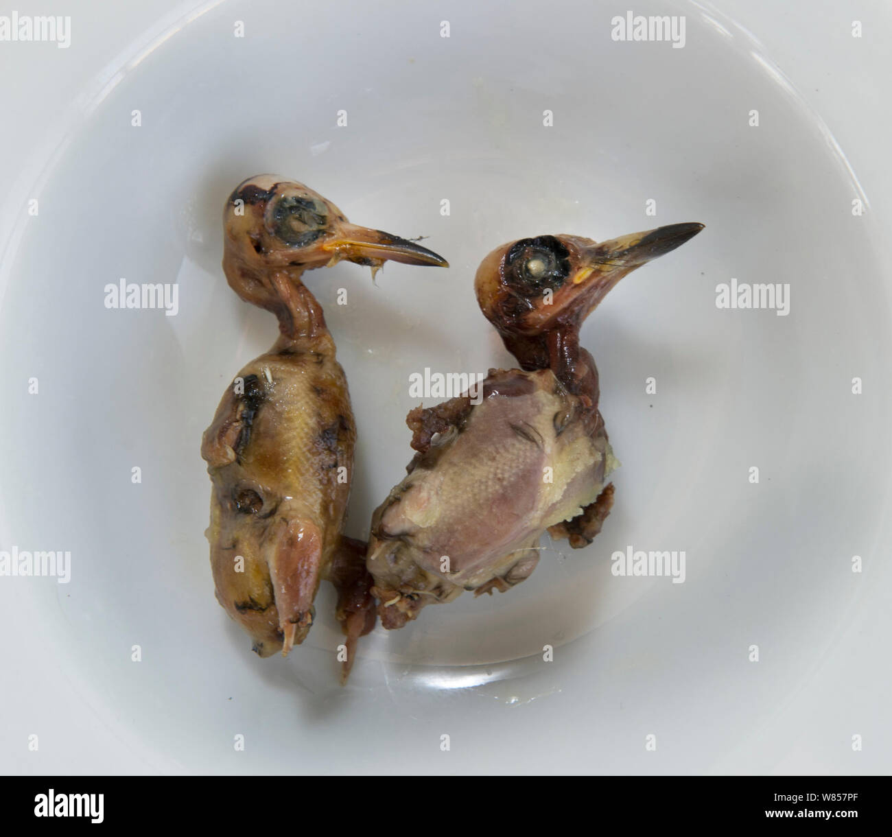 Small migratory birds hi-res stock photography and images - Alamy