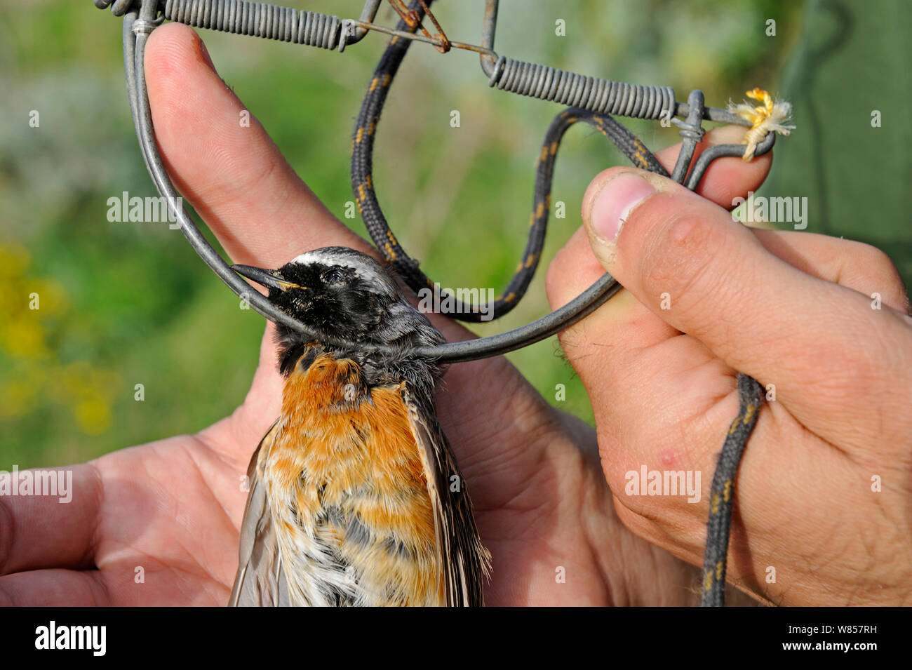 Migrant ponza italy spring clap trap hi-res stock photography and ...