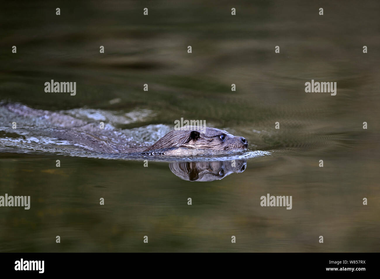 Eurasian River Otter (Lutra lutra) swimming in River Thet, Thetford ...