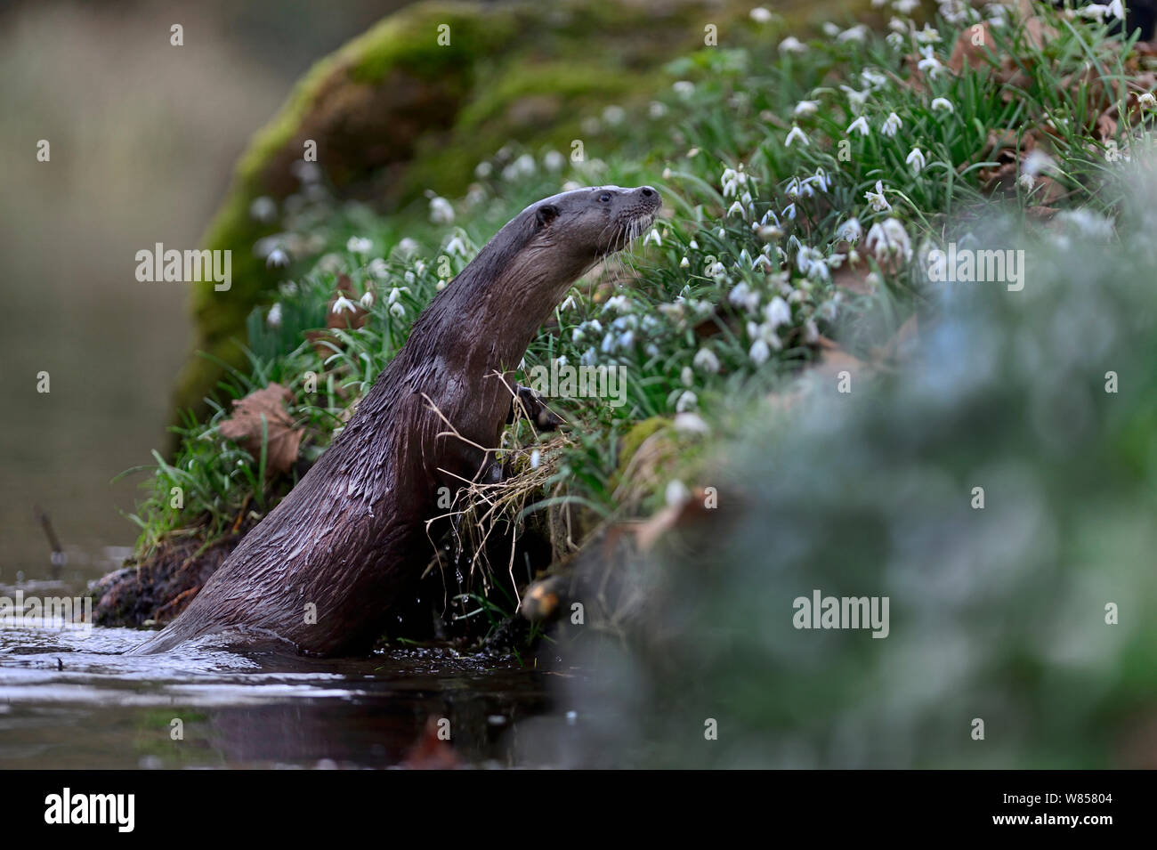 Eurasian River Otter (Lutra lutra) climbing out of River Thet, Thetford ...