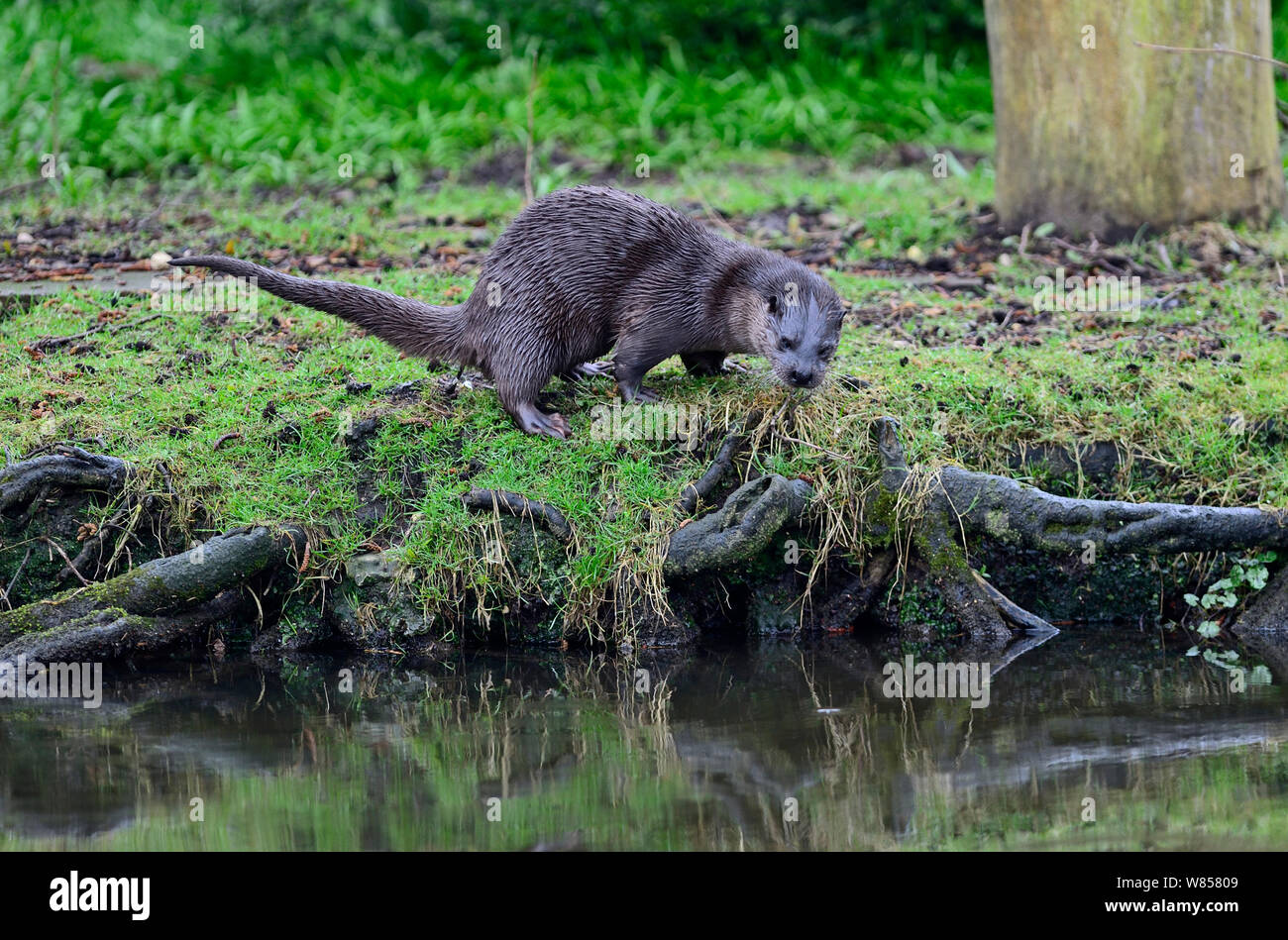 Eurasian River Otter (Lutra lutra) marking territory on River Thet ...