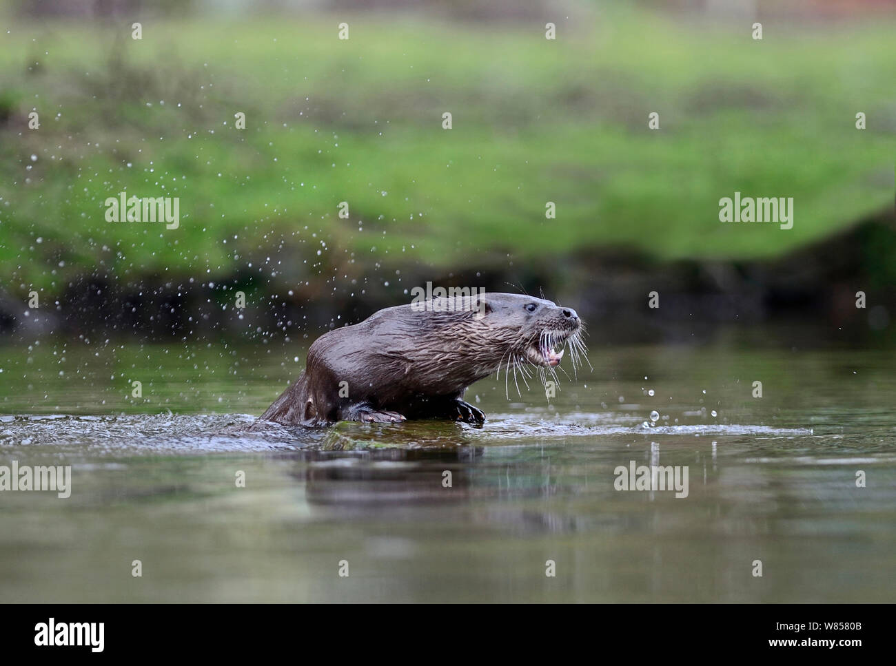 Eurasian River Otter (Lutra lutra) with mouth open, in River Thet ...