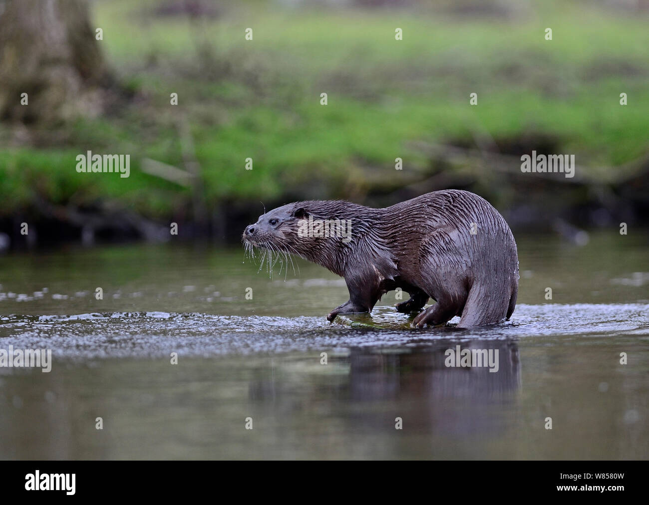 Eurasian River Otter (Lutra lutra) on River Thet, Thetford, Norfolk ...