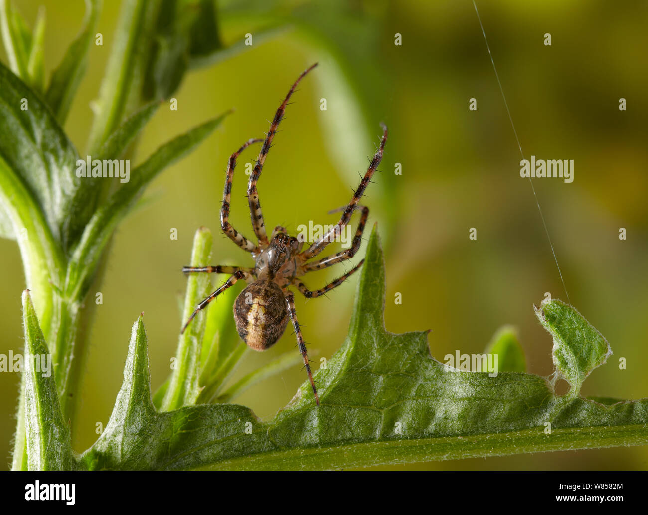 Lesser garden spider (Meta sp) rare colour form, appearing in less than ...