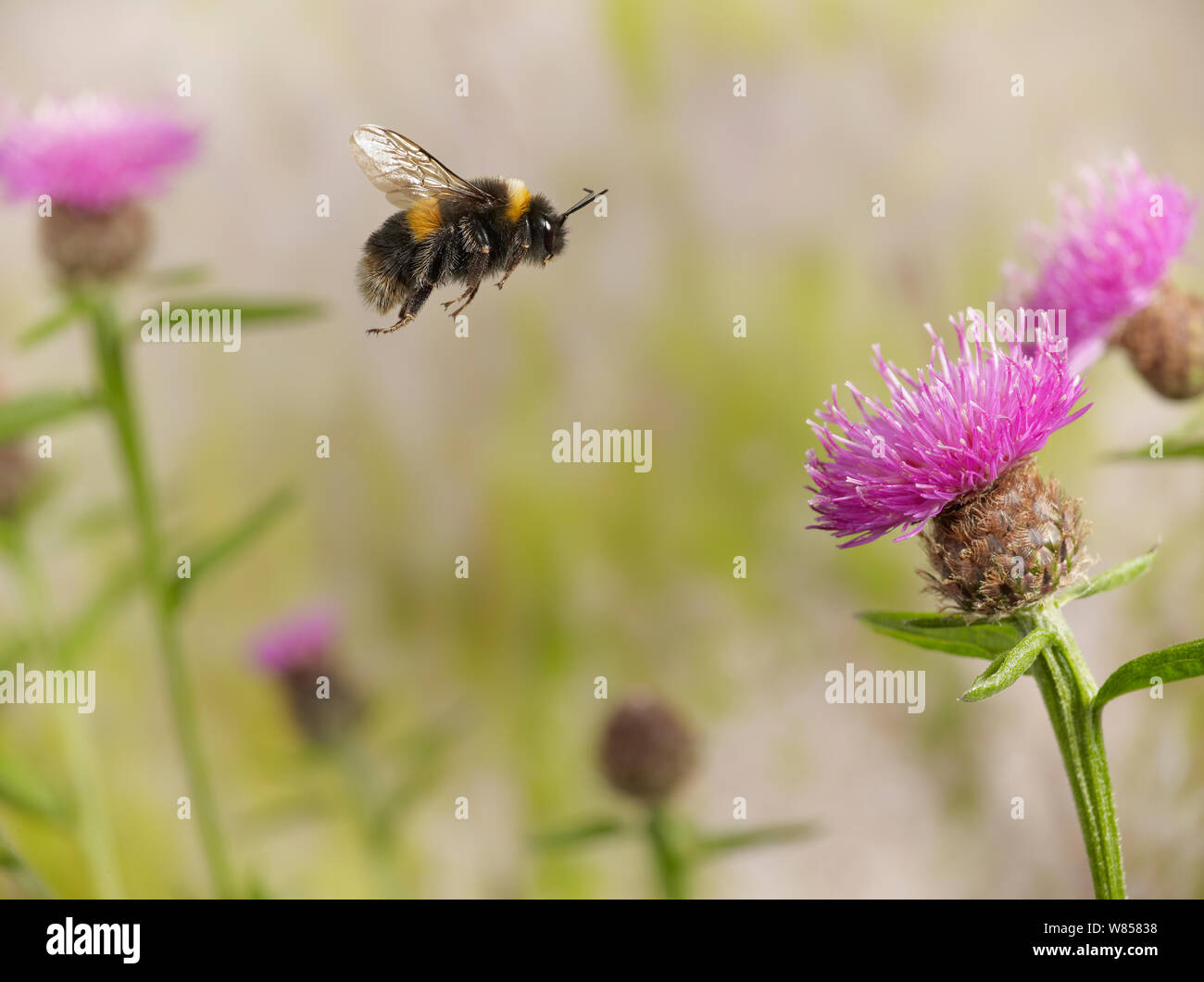 Flying insects bee hi-res stock photography and images - Alamy