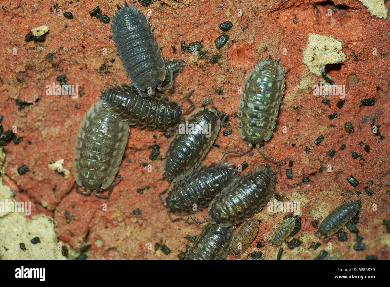 Unidentified woodlice (Oniscidea sp) England UK, January Stock Photo ...