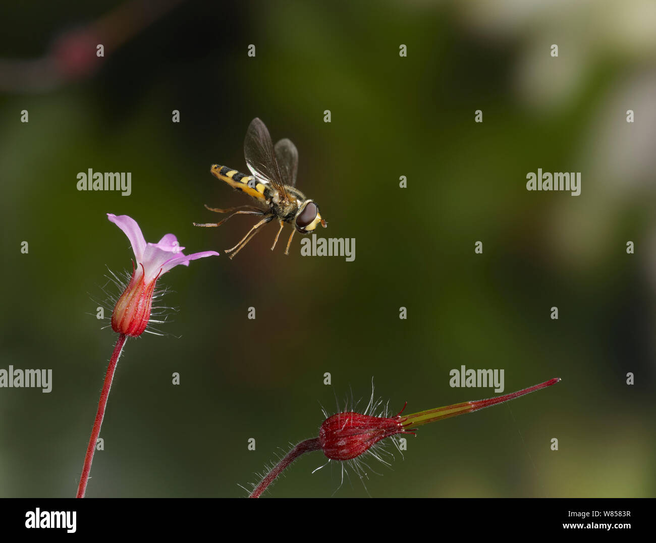 Diptera flying hi-res stock photography and images - Alamy