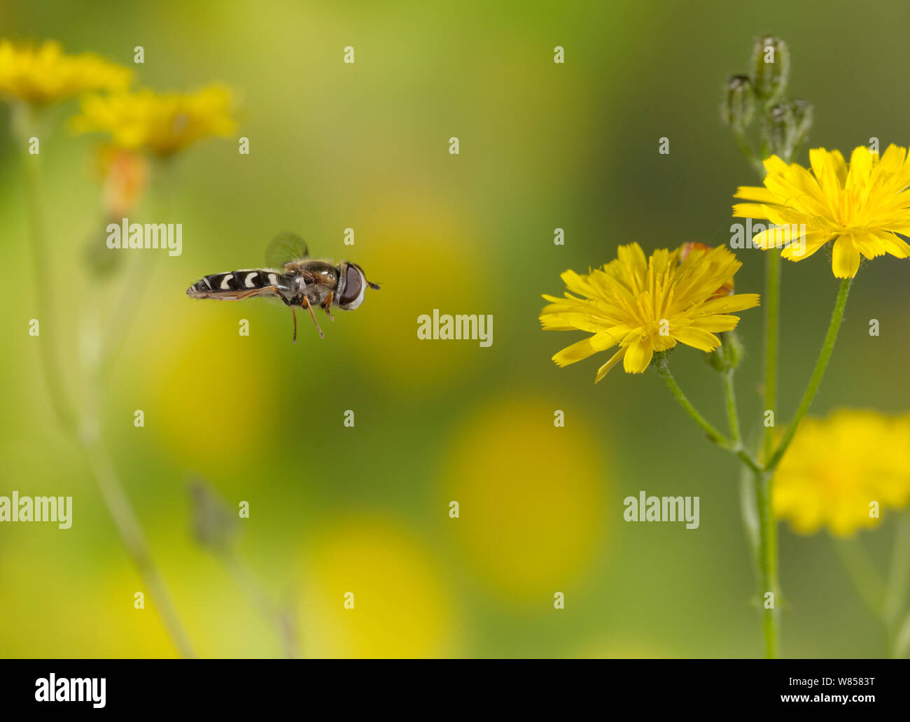Diptera flying hi-res stock photography and images - Alamy
