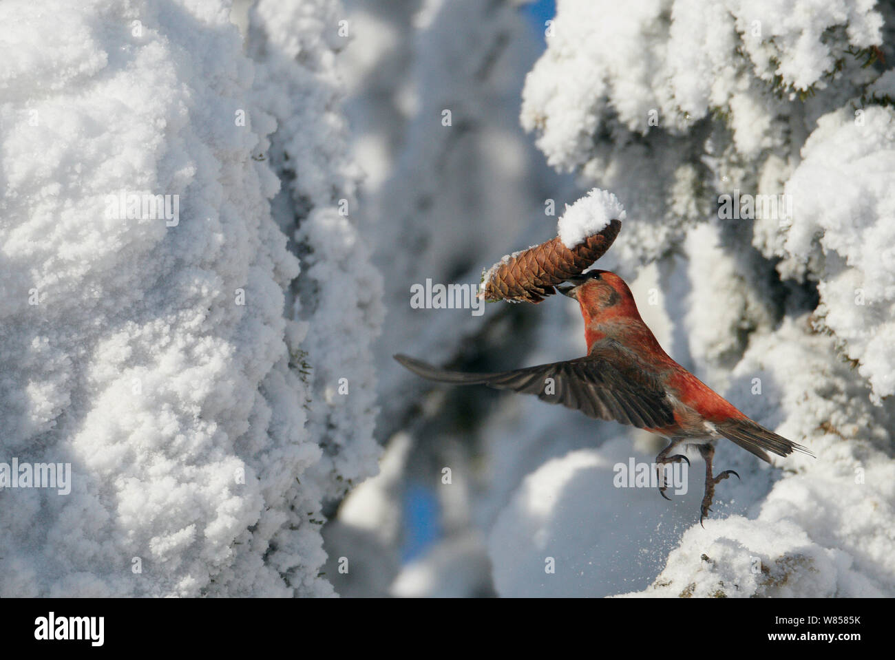 Common Crossbill (Loxia curvirostra) male in flight in snow, carrying ...