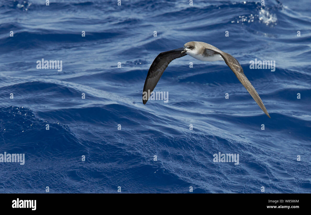 Fea's Petrel (Pterodroma feae deserta) in flight over Atlantic ocean ...