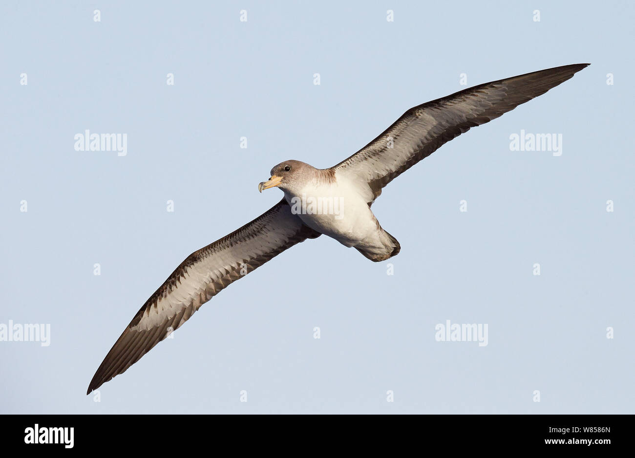 Cory's Shearwater (Calonectris diomedea) in flight over Atlantic ocean ...