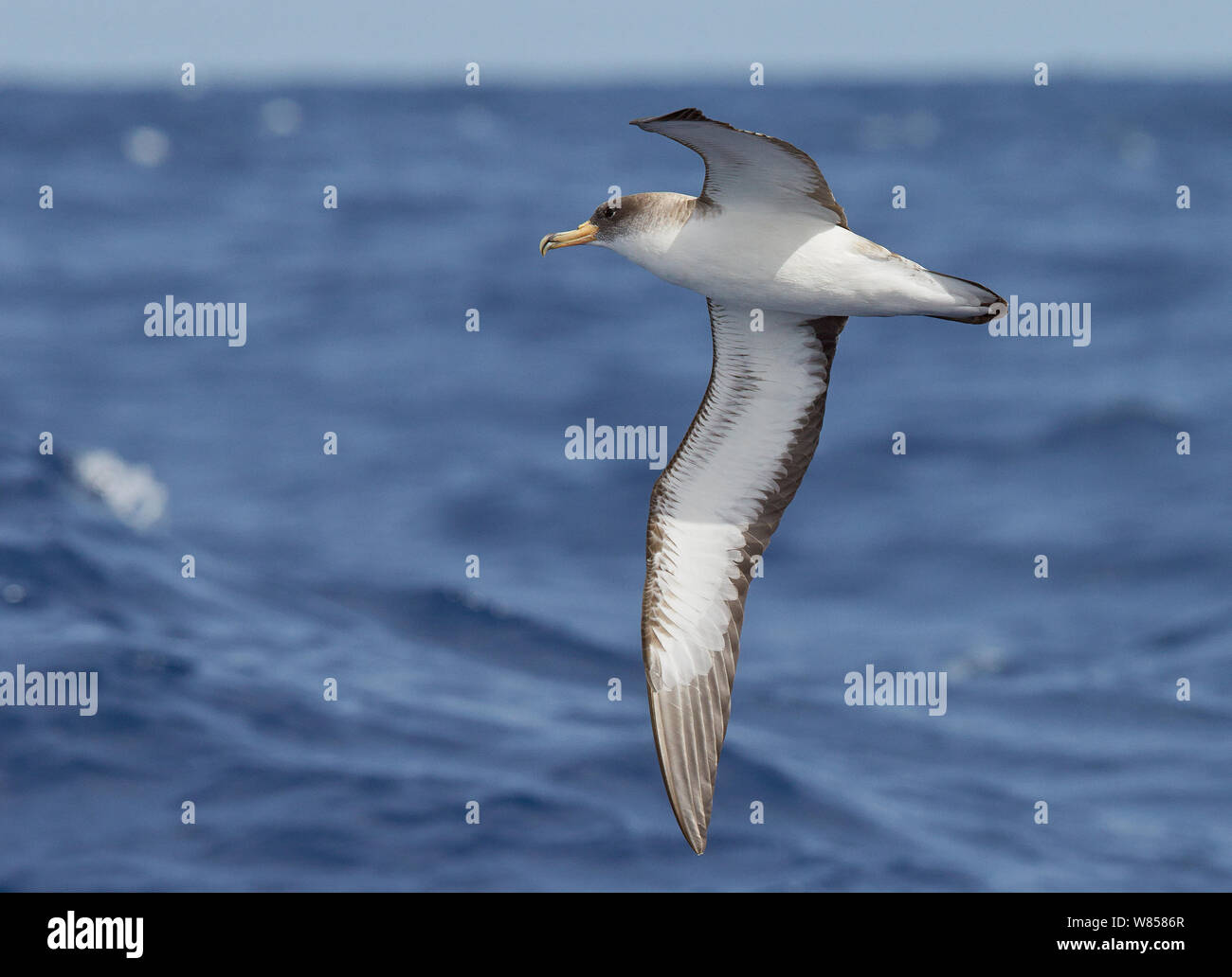 Cory's Shearwater (Calonectris diomedea) in flight over Atlantic ocean ...