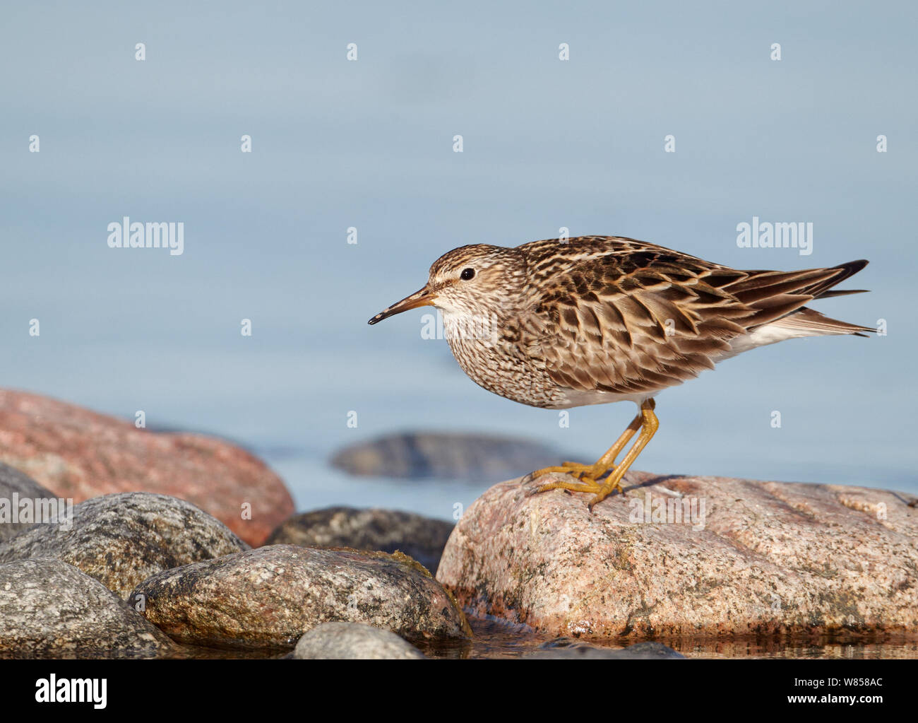 Pectoral sandpiper europe hi-res stock photography and images - Alamy