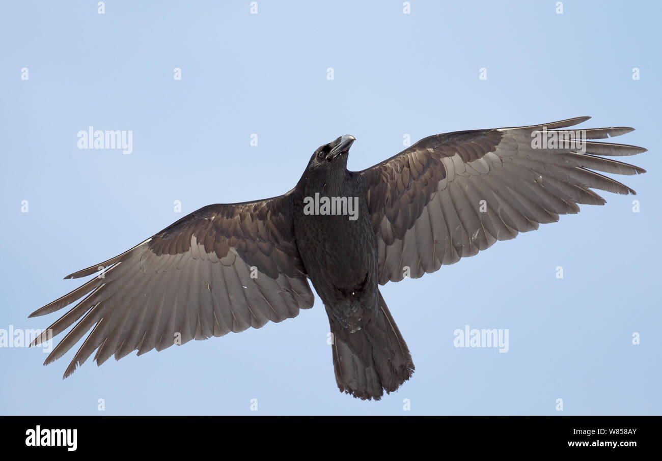 Raven (Corvus corax) in flight, Norway, April Stock Photo - Alamy