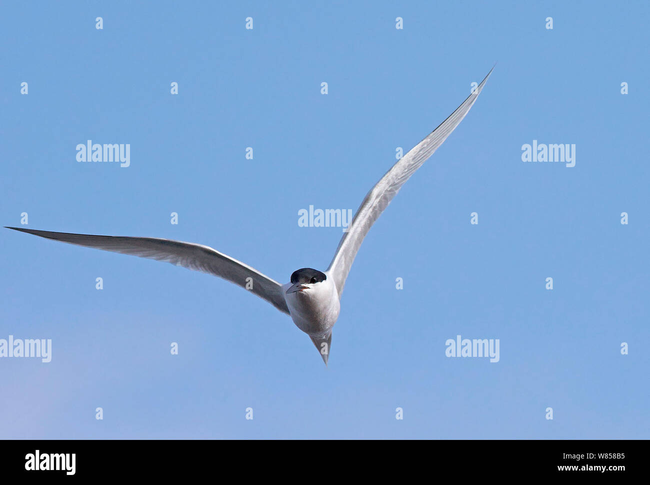 Roseate Tern (Sterna dougallii) in flight over, Madeira, Portugal ...