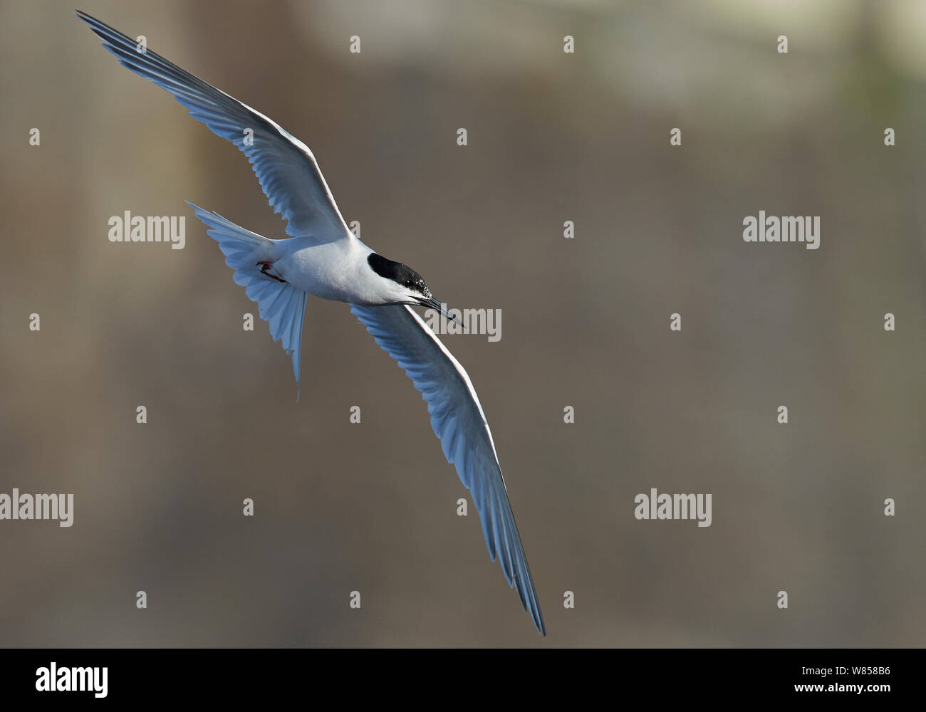 Roseate Tern (Sterna dougallii) in flight Madeira, Portugal, August ...