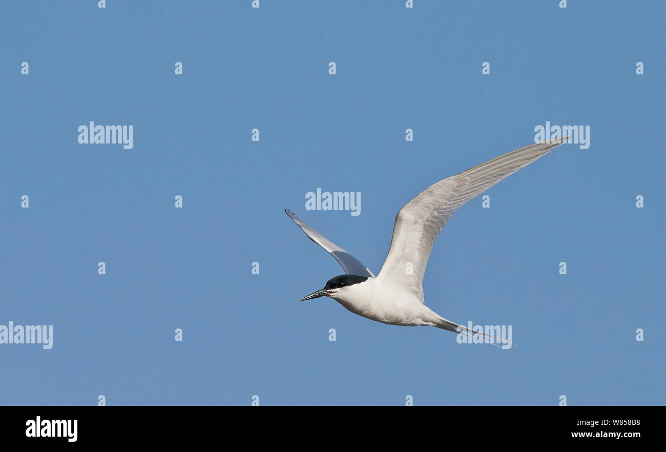 Roseate Tern (Sterna dougallii) in flight, Madeira, Portugal, August ...