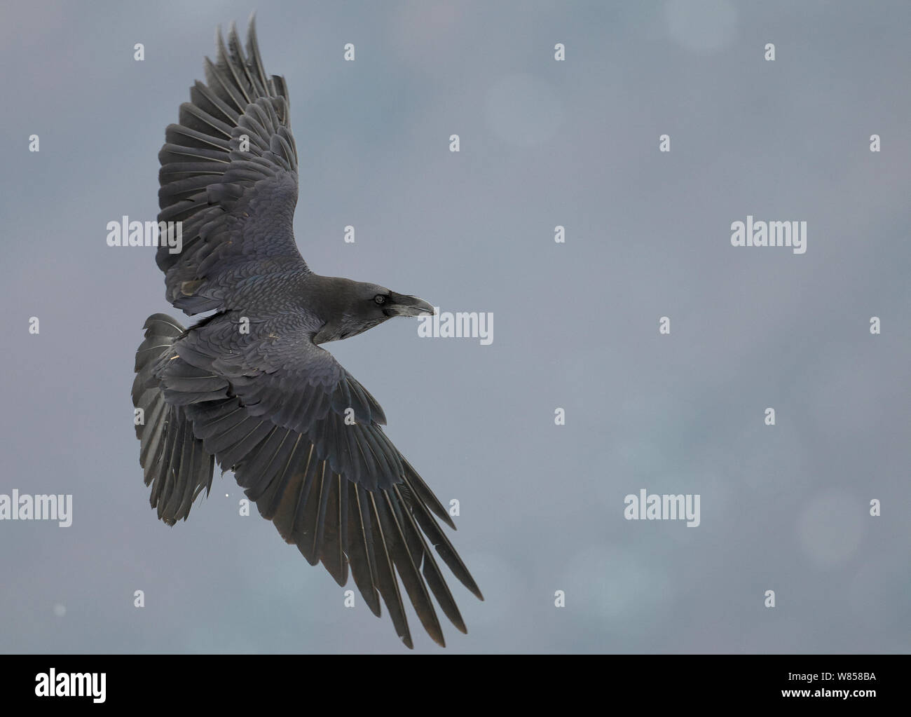 Flying ravens hi-res stock photography and images - Alamy