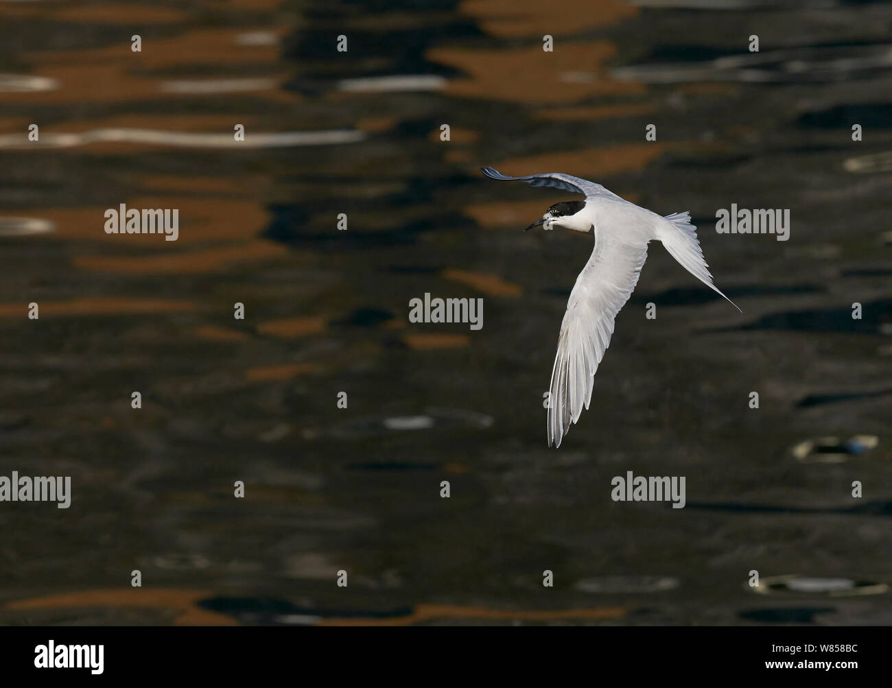 Roseate Tern (Sterna dougallii) in flight, Madeira, Portugal, August ...