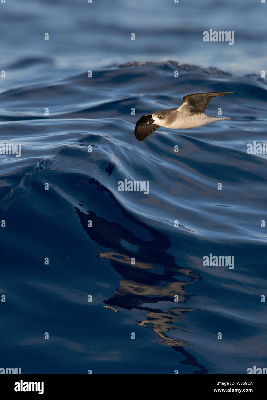 Pterodroma madeira hi-res stock photography and images - Alamy