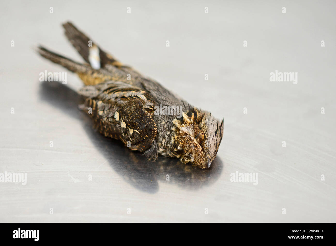 Nightjars hi-res stock photography and images - Alamy