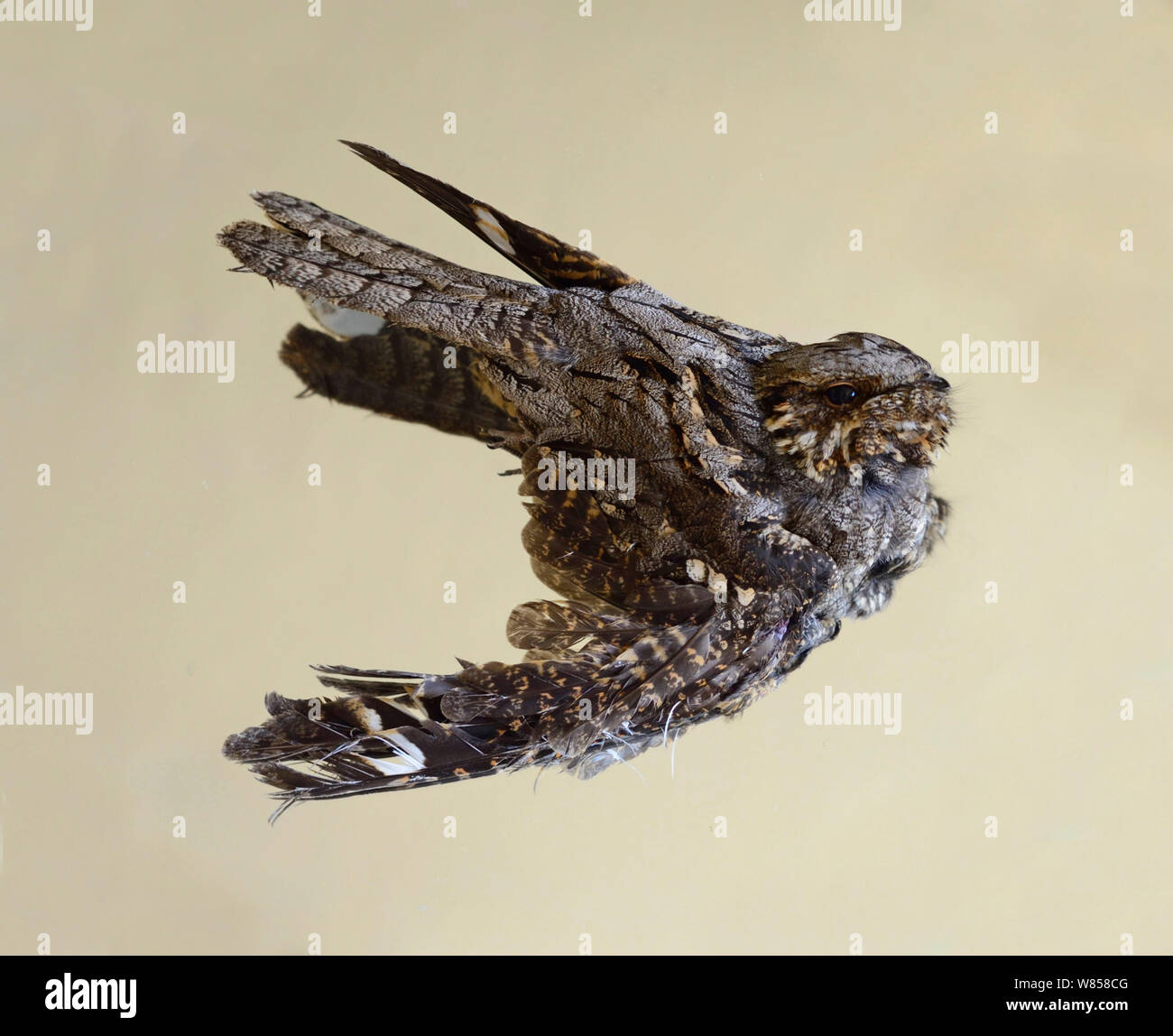Nightjars hi-res stock photography and images - Alamy