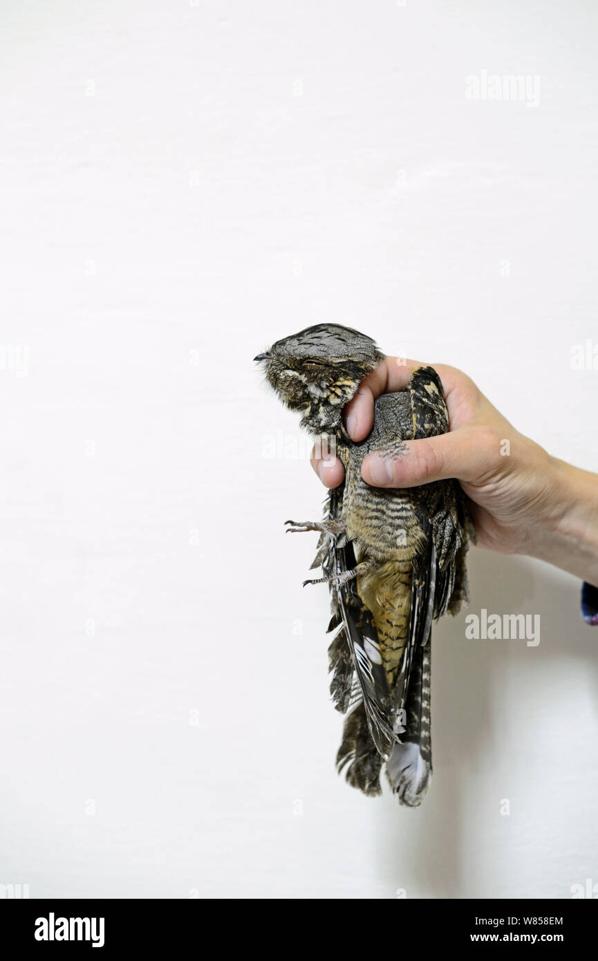 Nightjars hi-res stock photography and images - Alamy