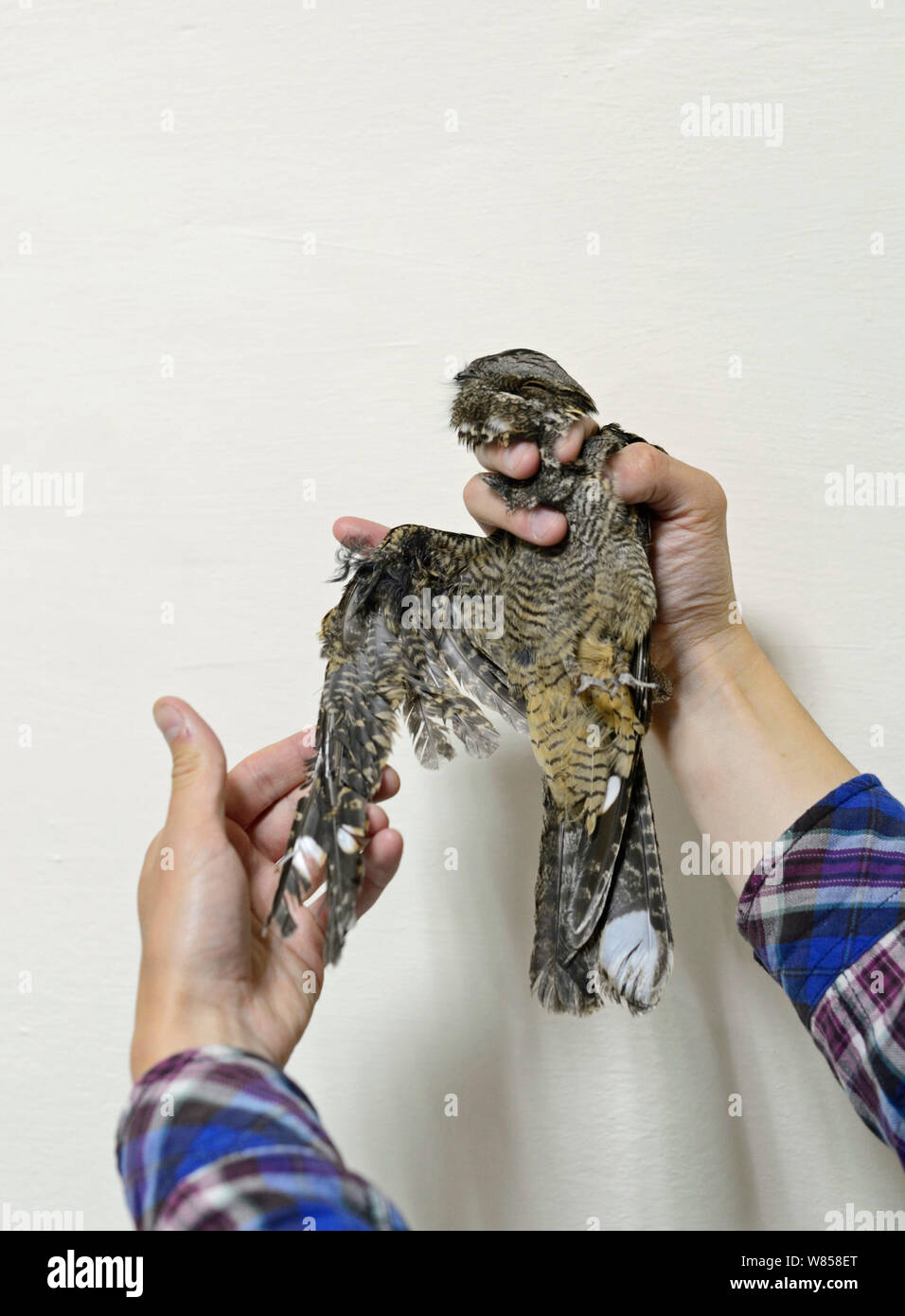 Nightjar (Caprimulgus europaeus) illegally shot, Malta, during BirdLife ...