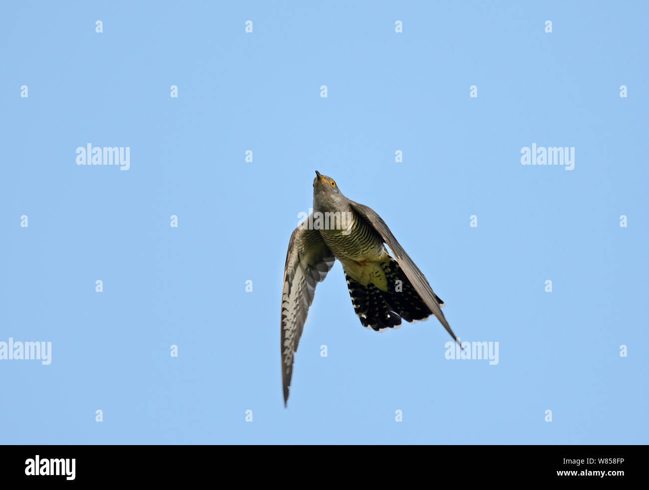 Common Cuckoo (Cuculus canorus) male in flight, Norfolk Stock Photo - Alamy