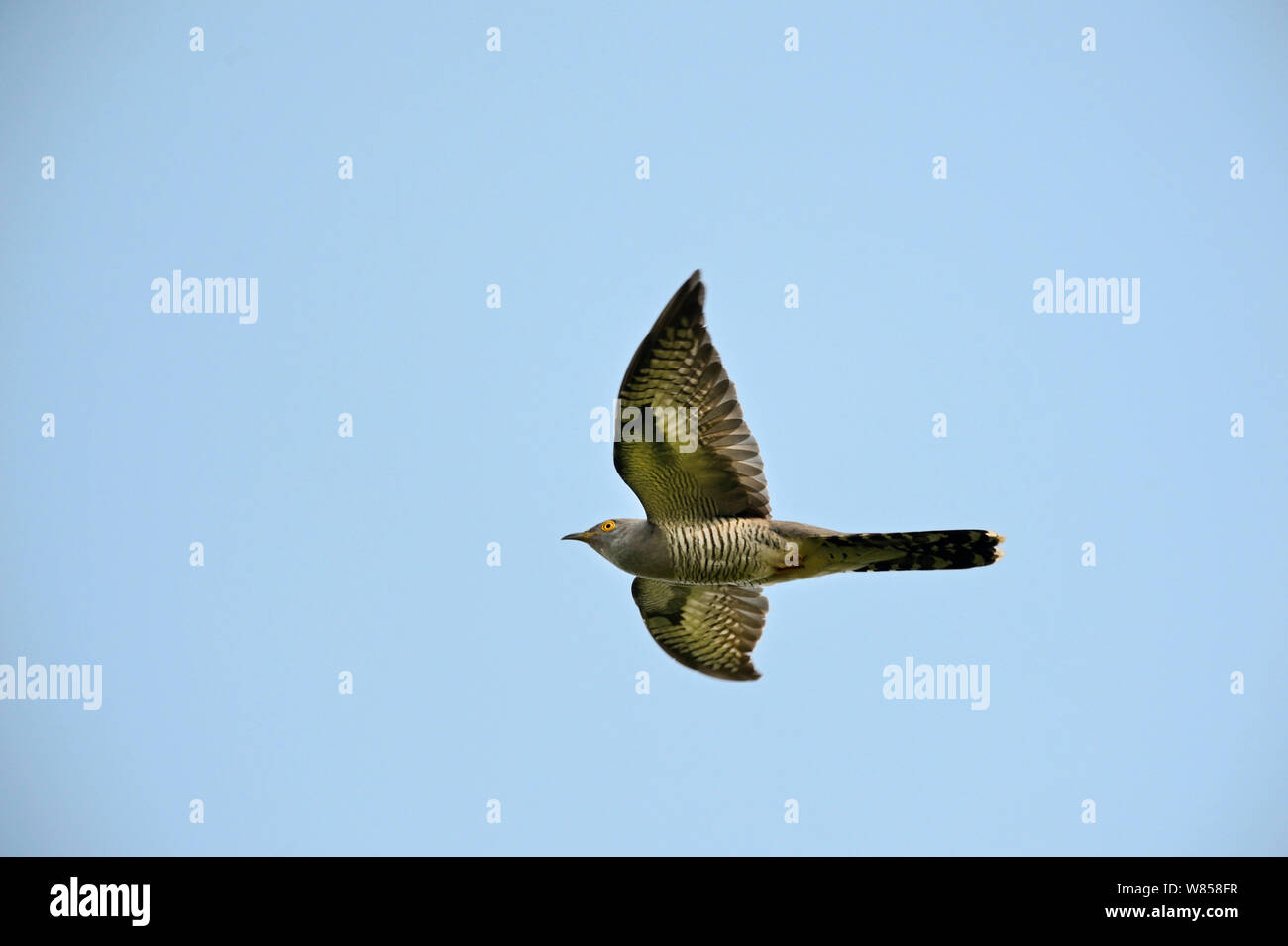 Common Cuckoo (Cuculus canorus) male in flight, Norfolk Stock Photo - Alamy