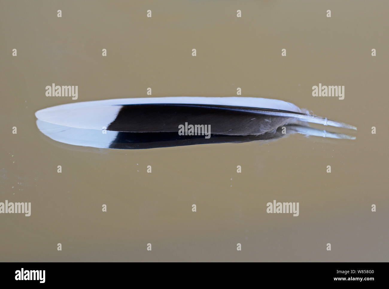 Turtle Dove (Streptopelia turtur) tail feather, BirdLife Malta ...