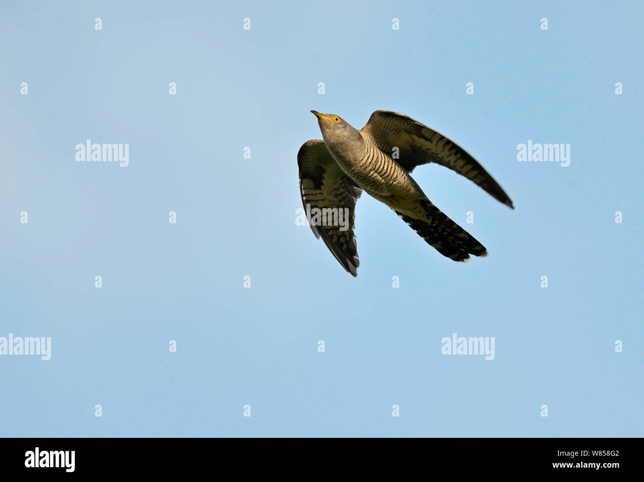 Common Cuckoo (Cuculus canorus) male in flight, Norfolk Stock Photo - Alamy