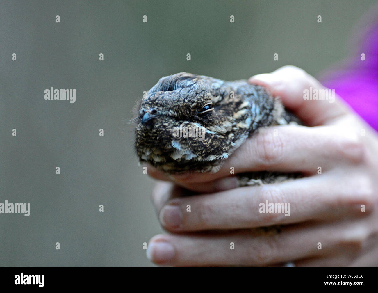 Nightjars hi-res stock photography and images - Alamy