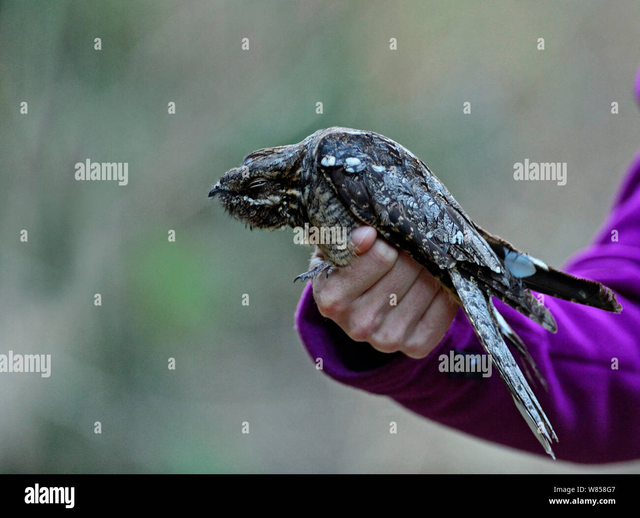 Nightjars hi-res stock photography and images - Alamy