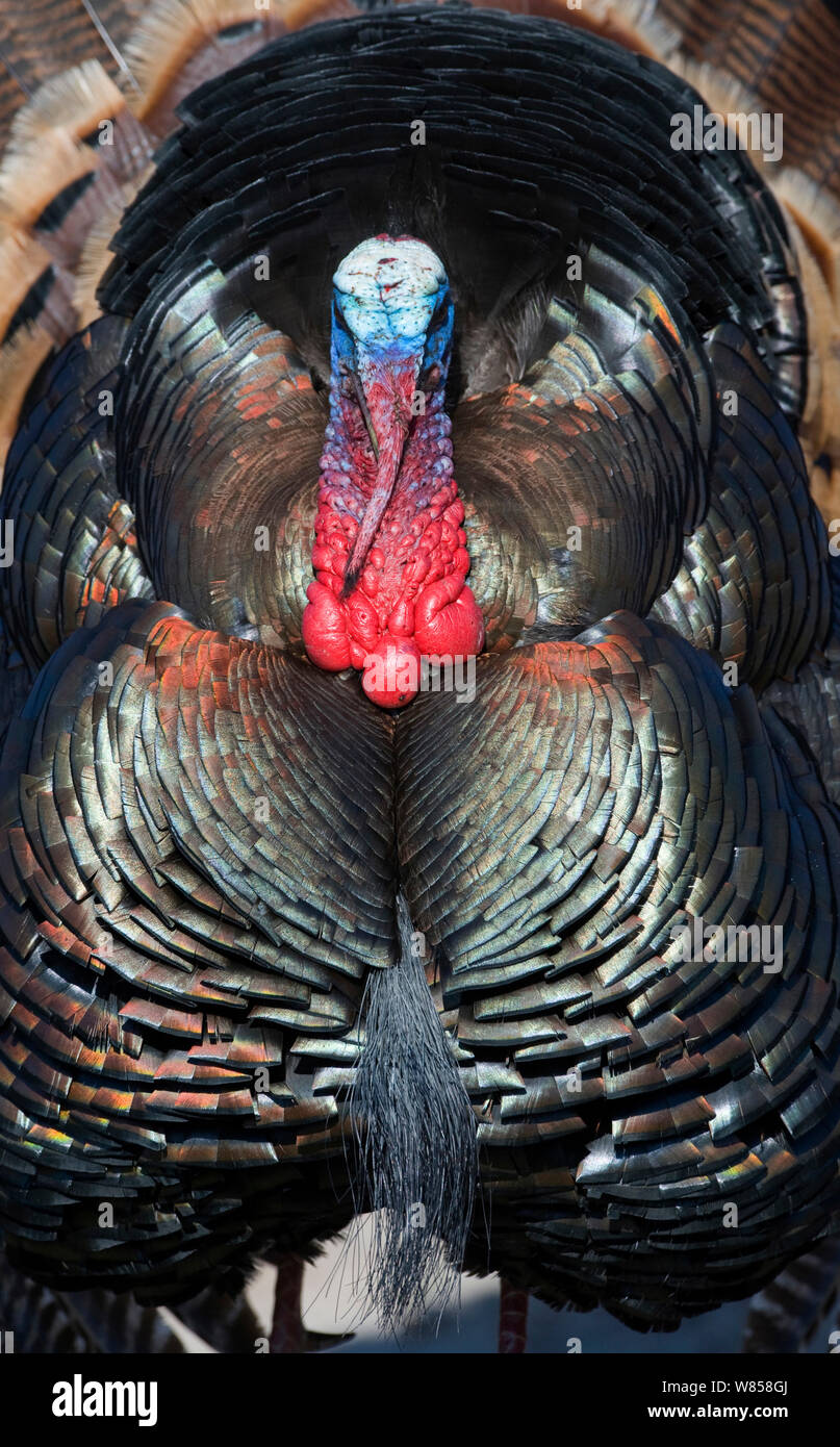 Wild Turkey (Meleagris gallopavo) Nebraska, USA, April Stock Photo - Alamy