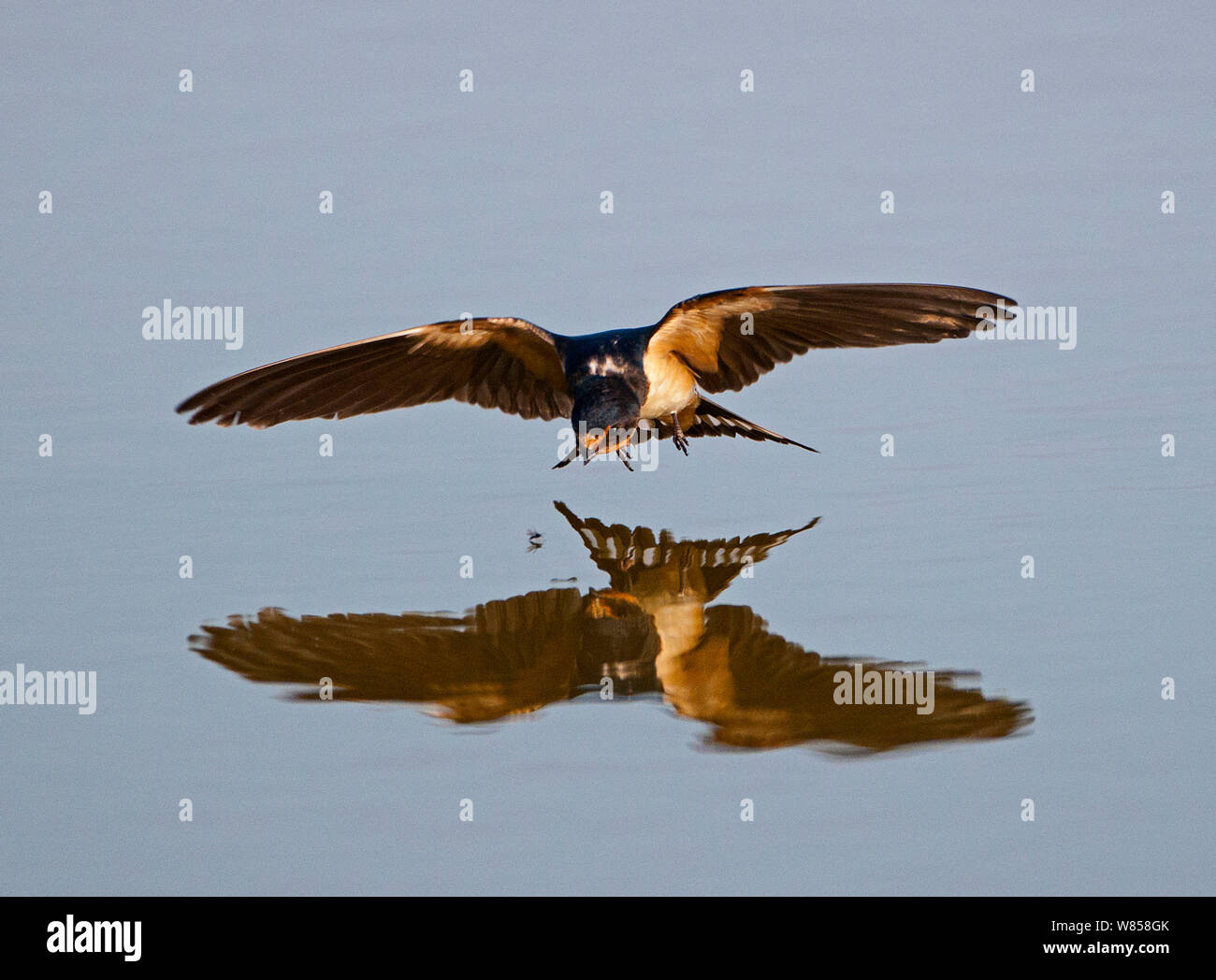 Barn Swallow (Hirundo rustica) about to pluck fly from surface of pool ...