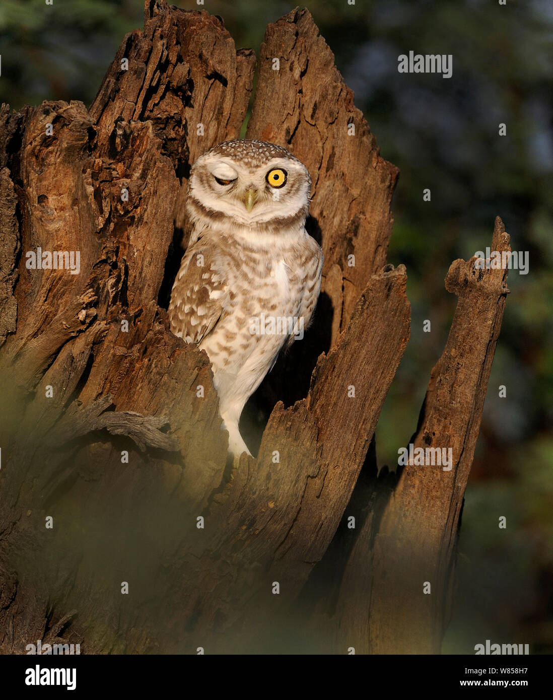 Spotted Owlet (Athene brama) with one eye closed, Bharatpur, India ...