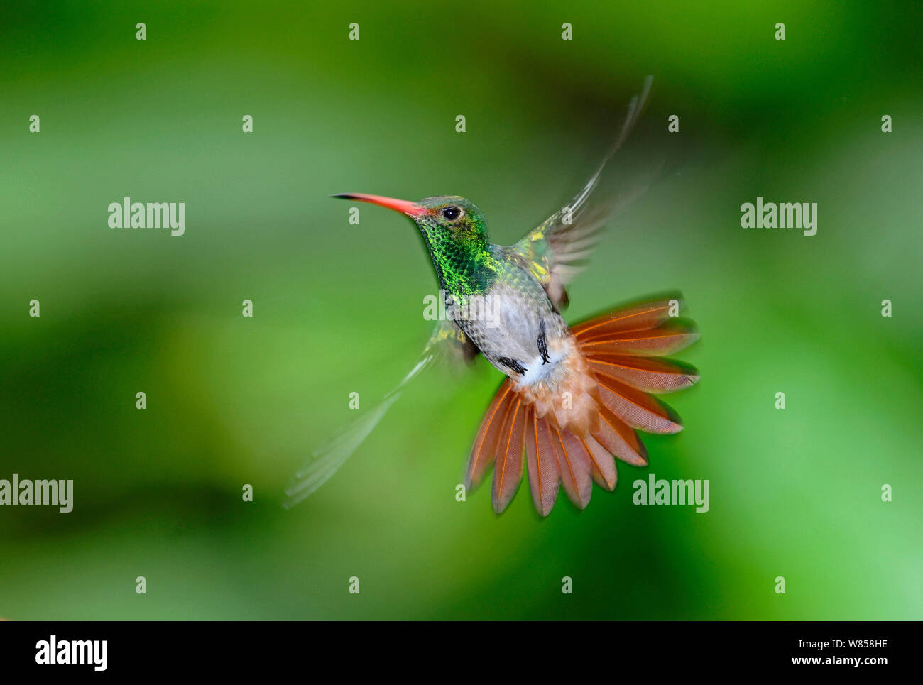 Rufous tailed hummingbird hi-res stock photography and images - Alamy