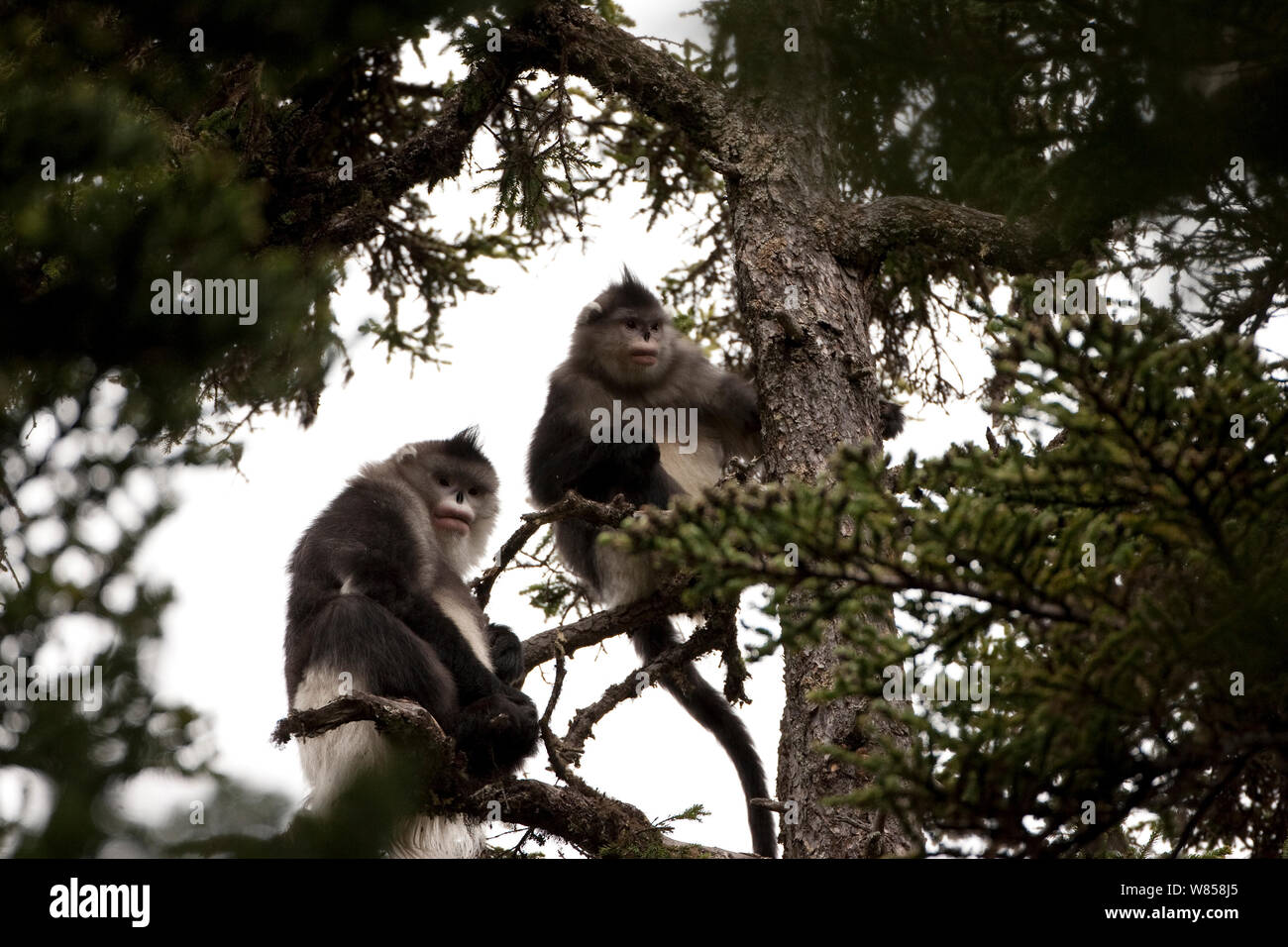 Yunnan snub-nosed monkeys (Rhinopithecus bieti) in tree, Mangkang ...