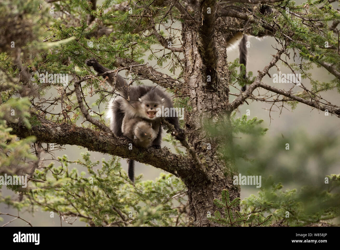 Yunnan snub-nosed monkey (Rhinopithecus bieti) baring teeth, with baby ...