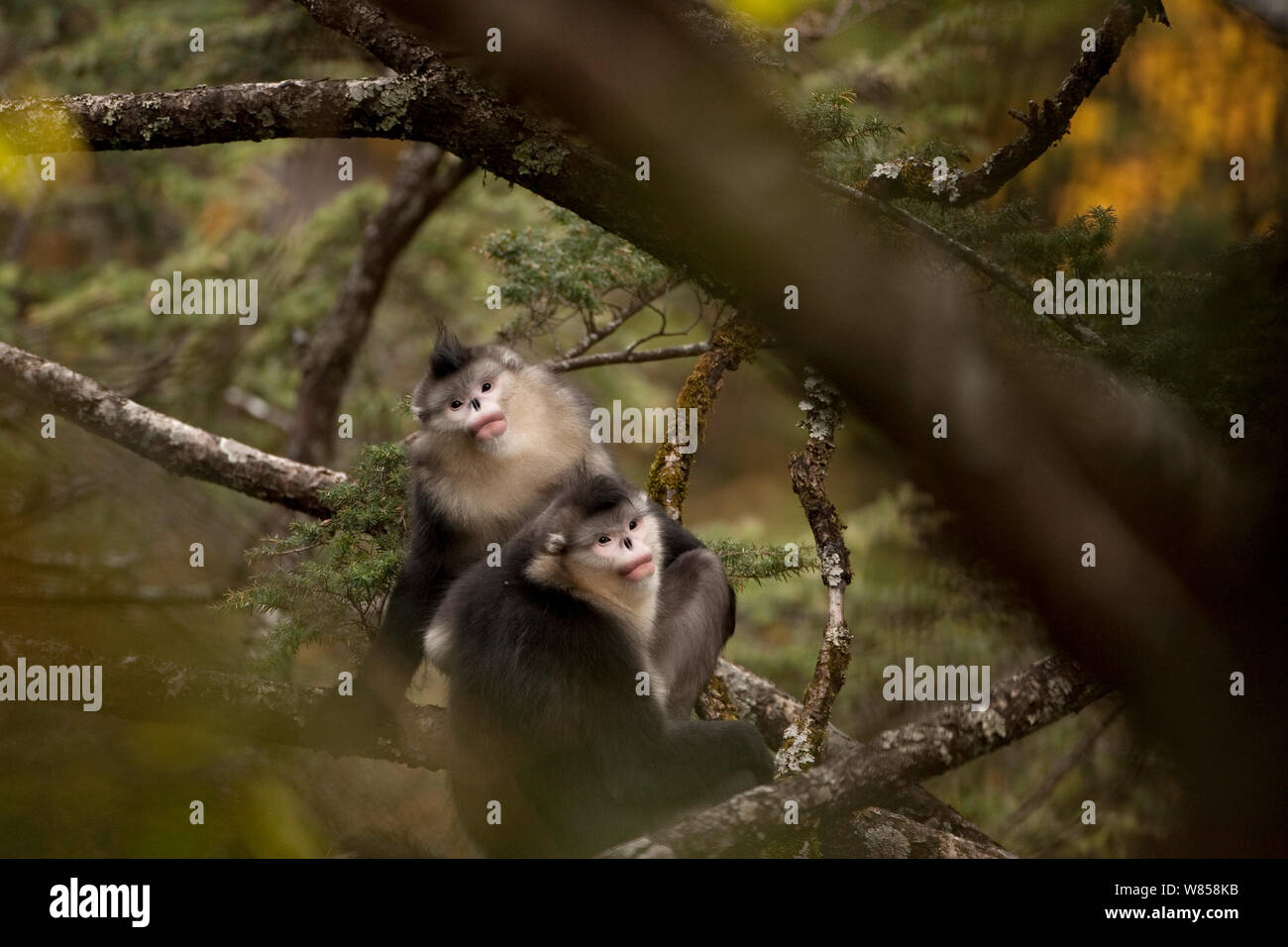 Yunnan snub-nosed monkeys (Rhinopithecus bieti) in tree, Baima Snow ...